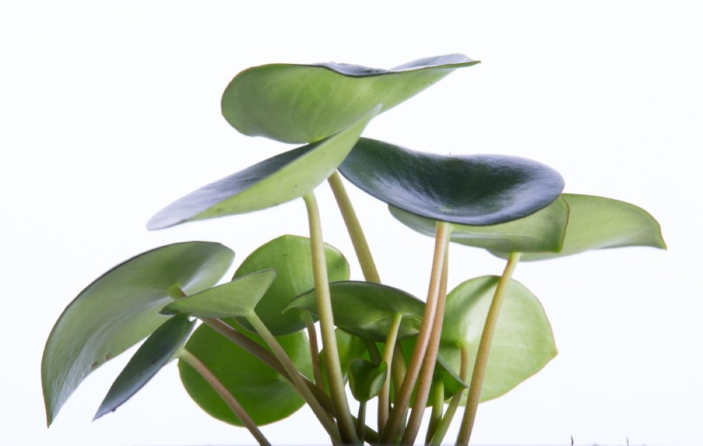 How To Repot A Peperomia: Expert Tips - Foliage Friend - Learn About ...