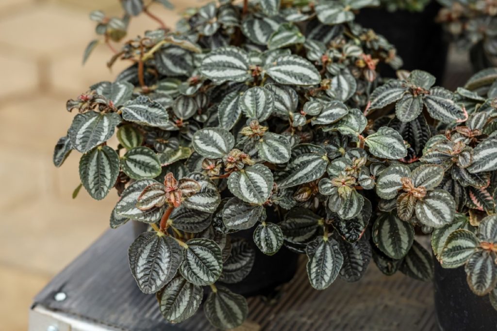 Pilea Types: A Concise Guide to Popular Varieties - Foliage Friend ...