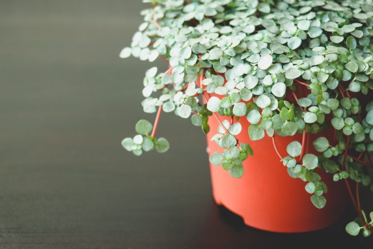 Pilea Types: A Concise Guide to Popular Varieties - Foliage Friend ...