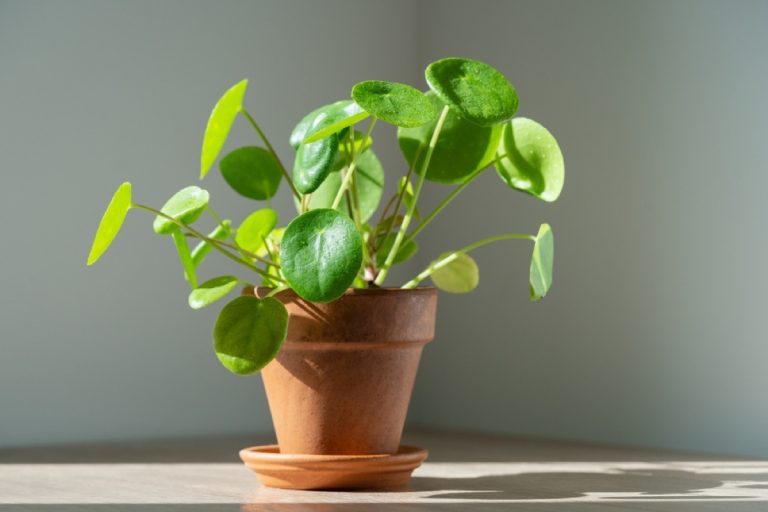 How to Care for Pilea Moon Valley: Expert Tips & Guidelines - Foliage ...