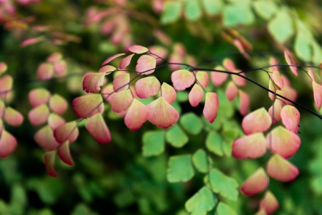 Types of Maidenhair Fern: A Comprehensive Guide - Foliage Friend ...