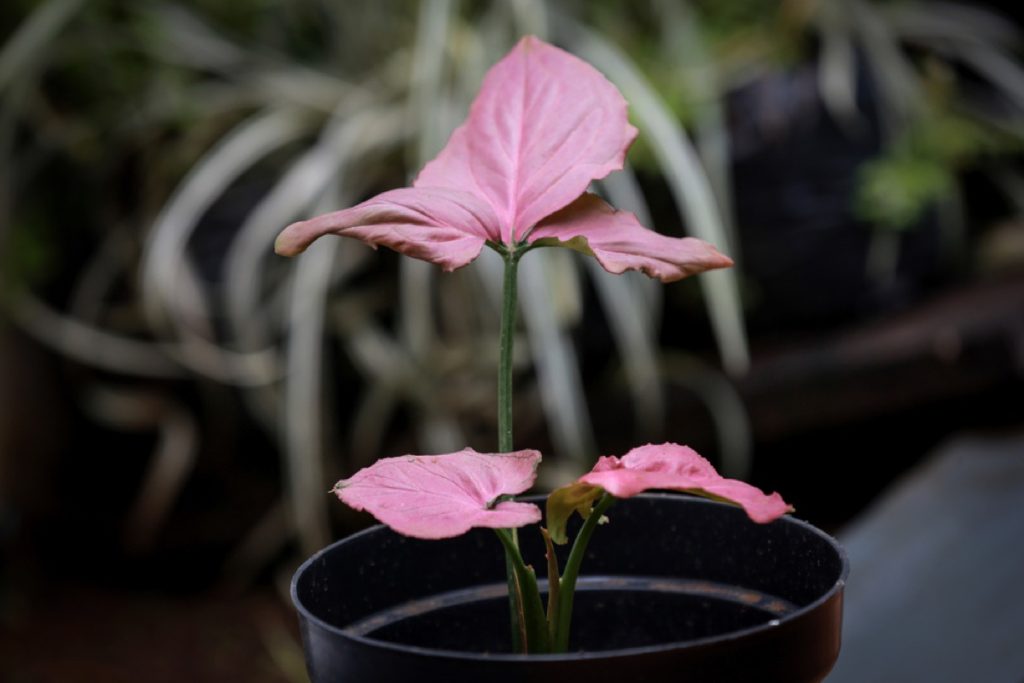 Arrowhead Plant Types: A Concise Guide to Varieties - Foliage Friend ...