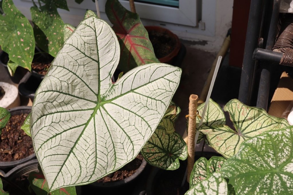Arrowhead Plant Types: A Concise Guide to Varieties - Foliage Friend ...