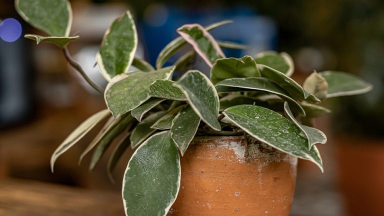 Hoya Plant Types: A Comprehensive Guide to Varieties - Foliage Friend ...