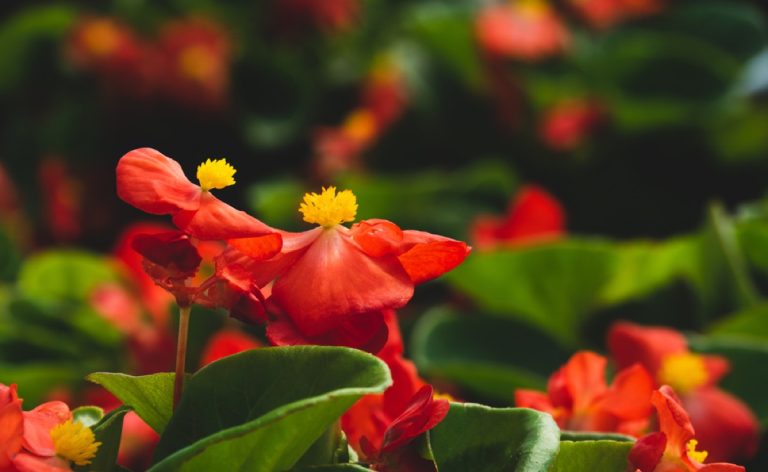 Wax Begonia vs Tuberous Begonia: Key Differences Explained - Foliage ...