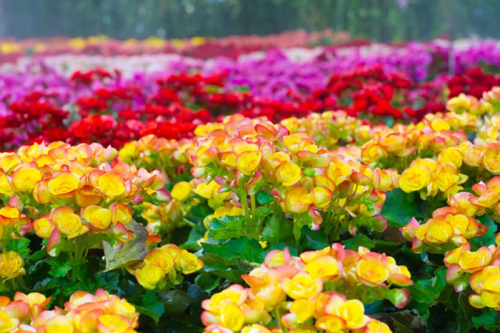 Wax Begonia vs Tuberous Begonia: Key Differences Explained - Foliage ...