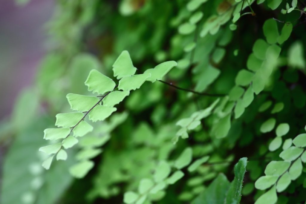 How to Propagate Maidenhair Fern: Expert Guide - Foliage Friend - Learn ...