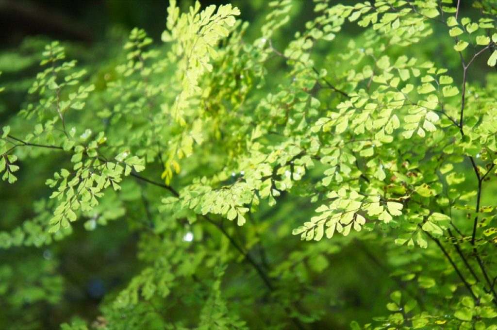 How to Bring Dying Maidenhair Fern Back to Life: Expert Tips - Foliage ...