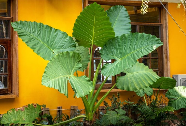 How to Trim Elephant Ear Plant: Expert Pruning Guide - Foliage Friend ...