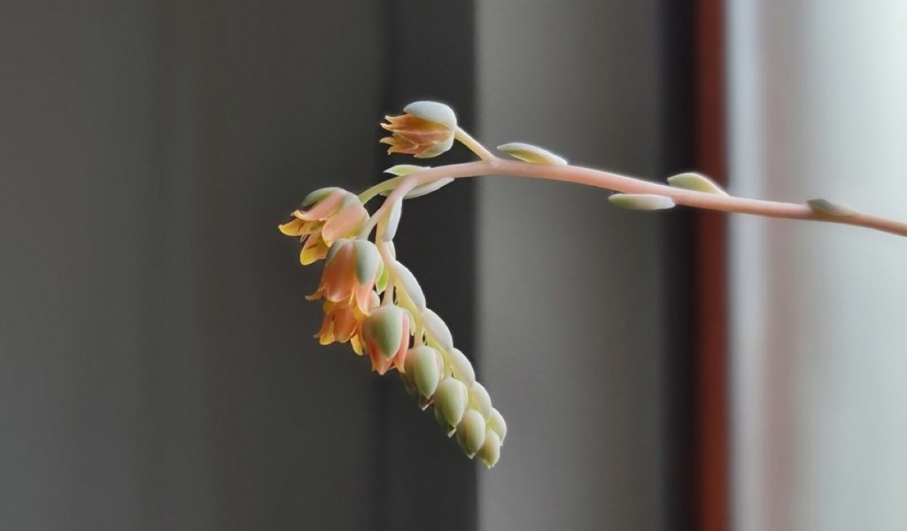 Echeveria Light Requirements: A Succulent Care Guide - Foliage Friend ...