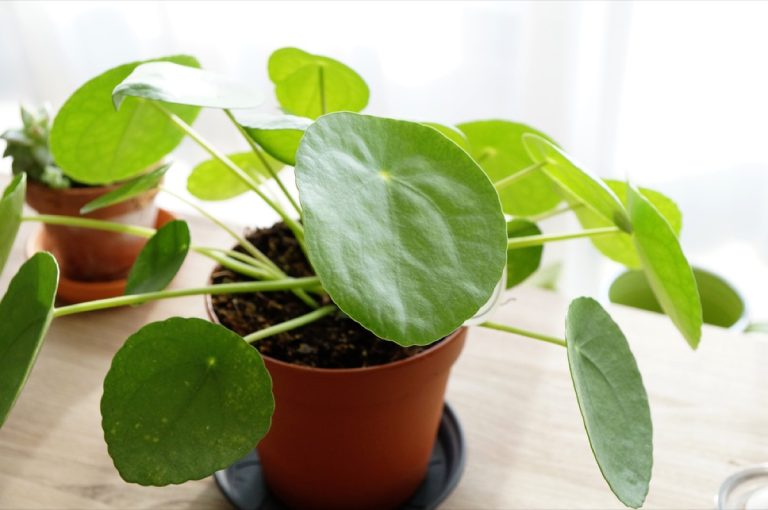 Pilea Light Requirements: Essential Guide for Healthy Growth - Foliage ...
