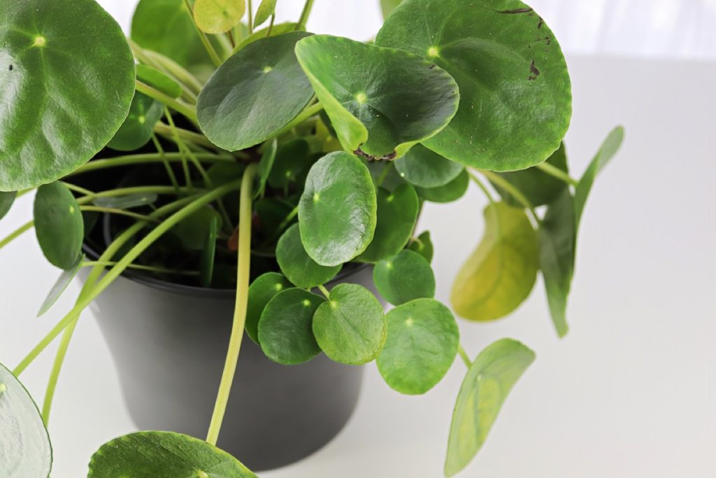 Pilea Light Requirements: Essential Guide for Healthy Growth - Foliage ...