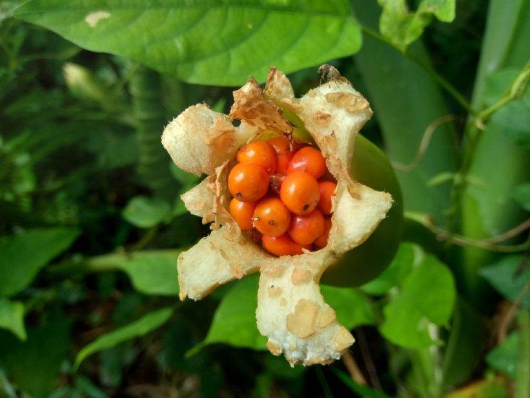 What is the Scientific Name for Elephant Ear Plant: A Concise Guide ...