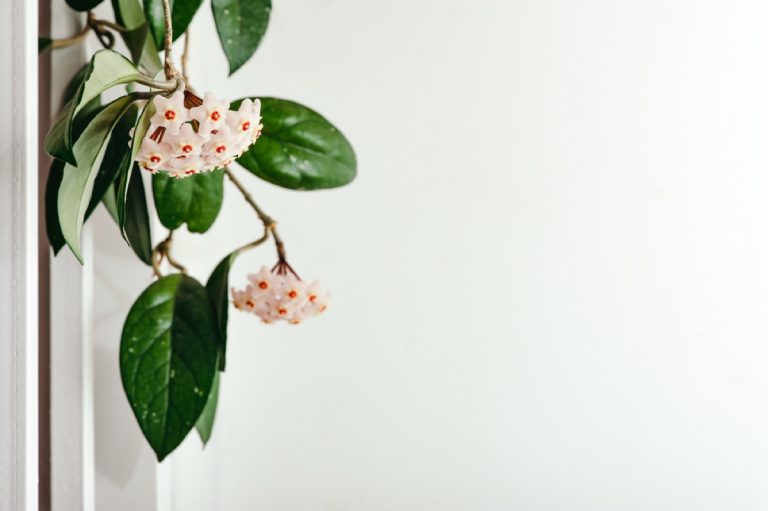 Hoya Plant Light Requirements: Essential Guide for Thriving - Foliage ...