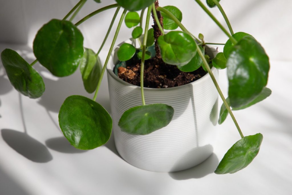 Pilea Light Requirements: Essential Guide for Healthy Growth - Foliage ...