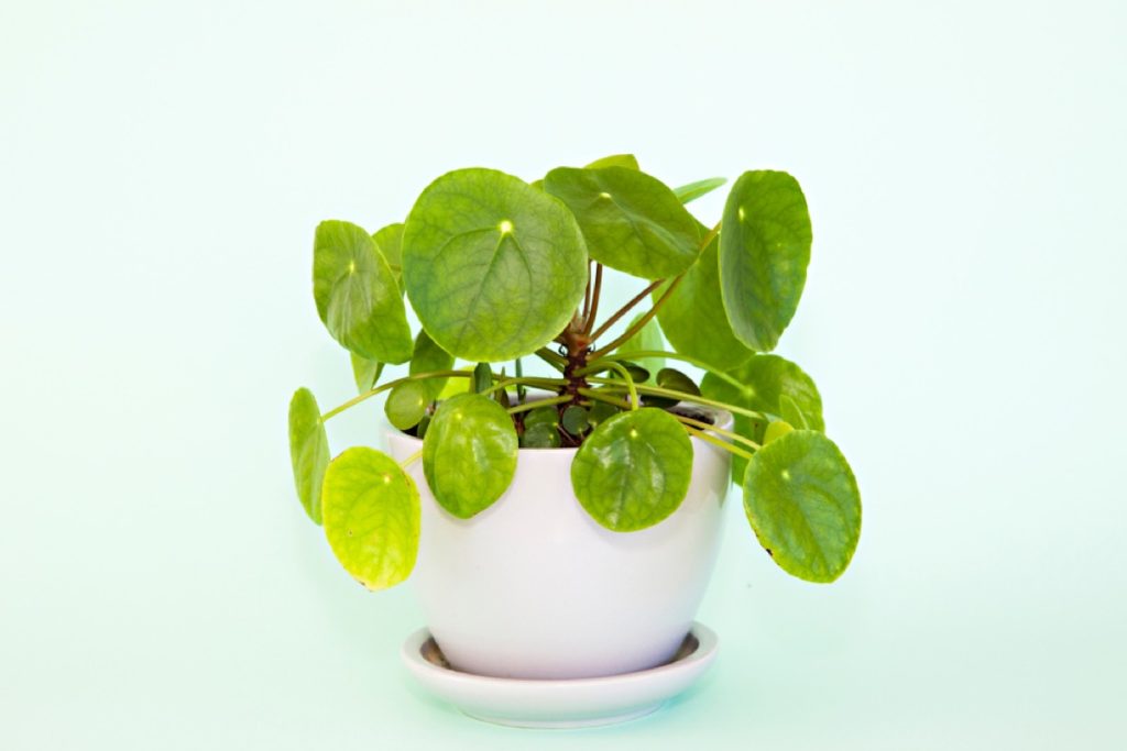 Pilea Types: A Concise Guide to Popular Varieties - Foliage Friend ...