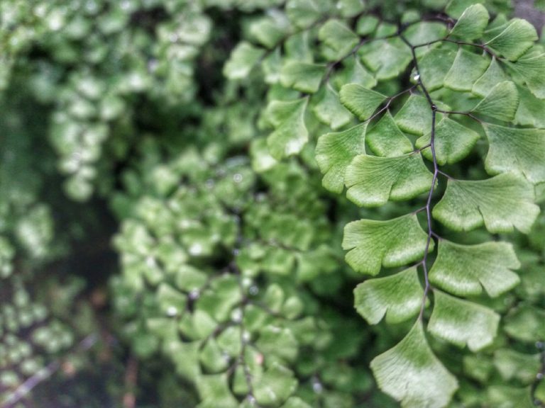 How to Grow Maidenhair Fern Outdoors: Expert Guide - Foliage Friend ...