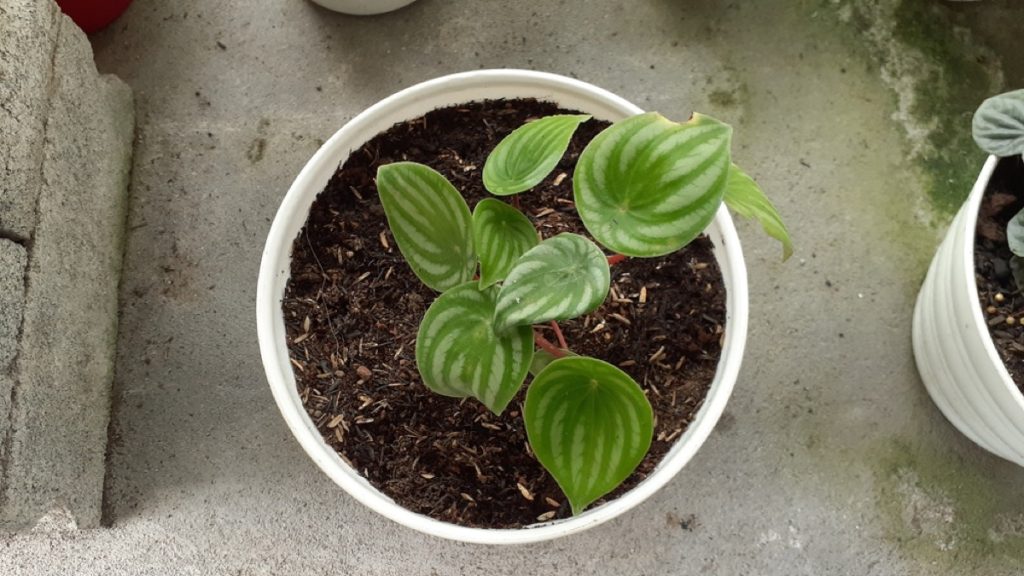 How Big Do Peperomia Plants Get: A Growth Guide - Foliage Friend ...