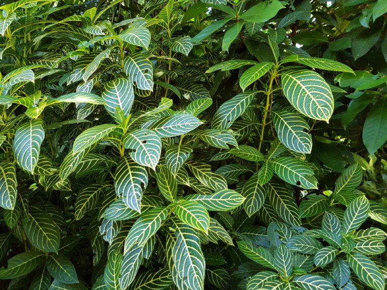 How to Prune a Zebra Plant: Expert Tips and Techniques - Foliage Friend ...