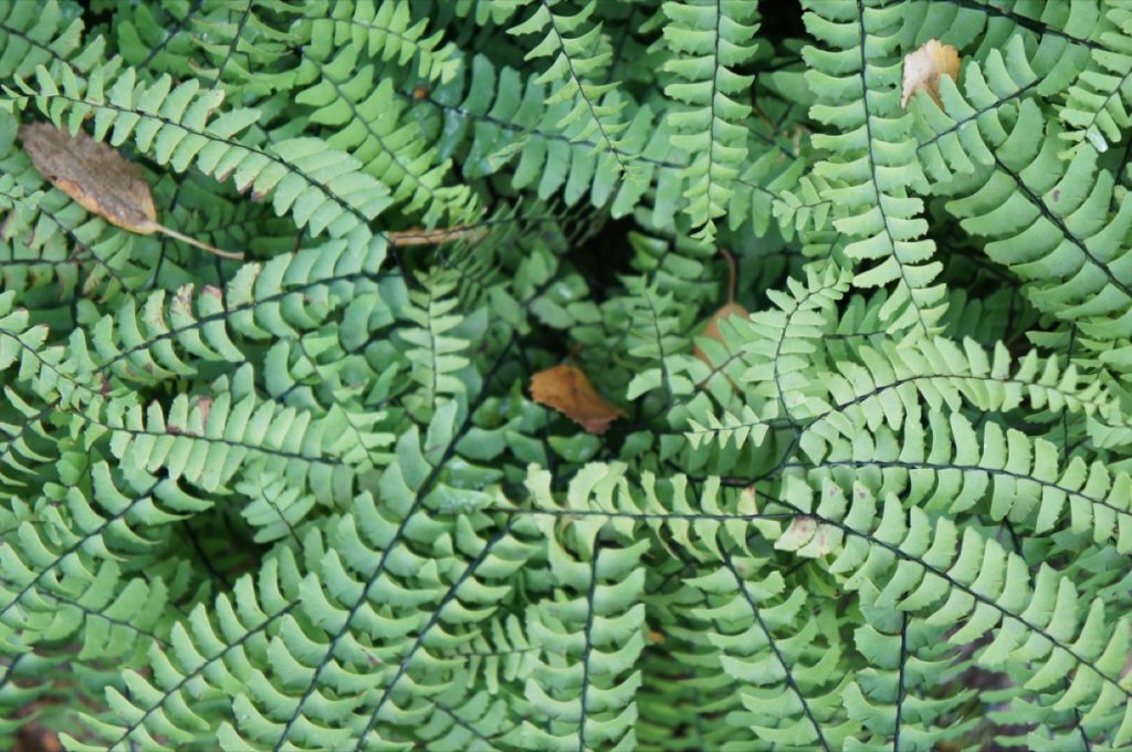 Wild Southern vs Northern Maidenhair Fern: Key Differences - Foliage ...