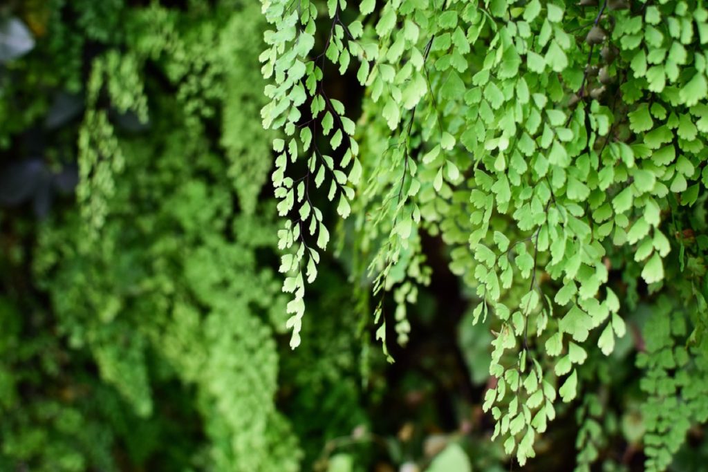 Wild Southern vs Northern Maidenhair Fern: Key Differences - Foliage ...