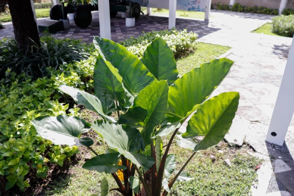 How to Plant Elephant Ear Bulbs in Pots: A Quick Guide - Foliage Friend ...