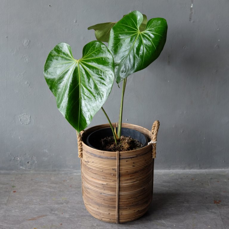 Anthurium Types: A Comprehensive Guide to Tropical Varieties - Foliage ...