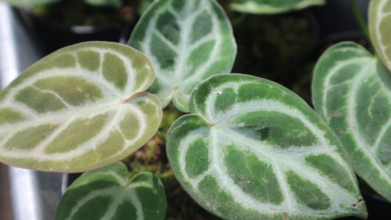 Anthurium Types: A Comprehensive Guide to Tropical Varieties - Foliage ...