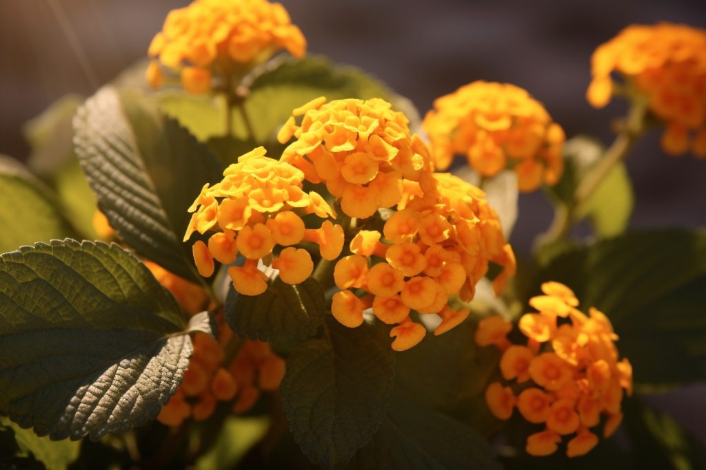 How to Grow Mums from Cuttings: A Succinct Guide - Foliage Friend ...